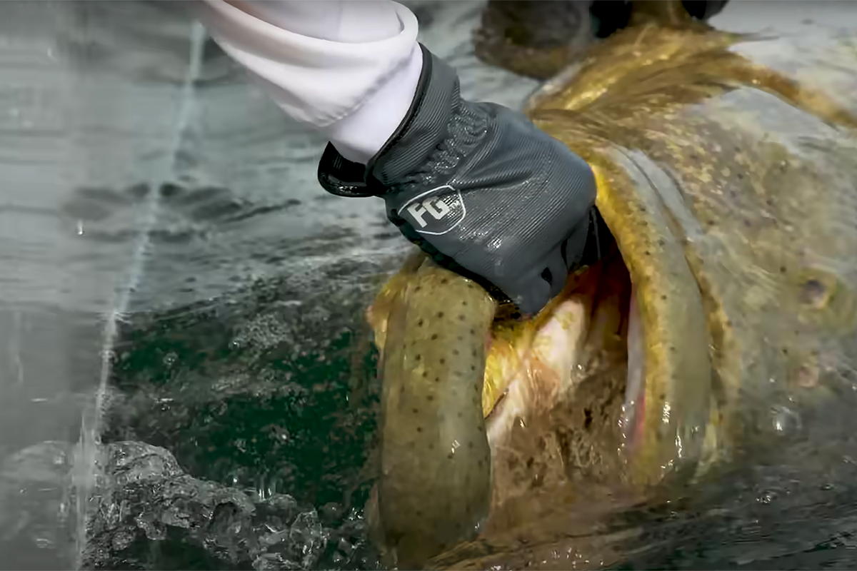 Food Chain Fishing Challenge – Lures n' Line